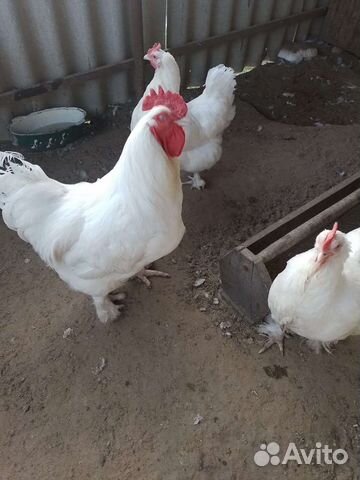 Куры петухи
