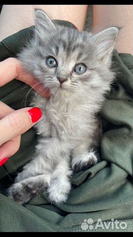 Марусечка ищет дом