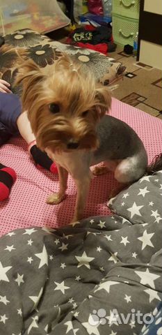 Йоркширский терьер