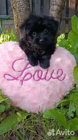 Мальтипу Уголëк