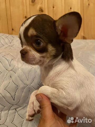 Чудная девочка Лагуна