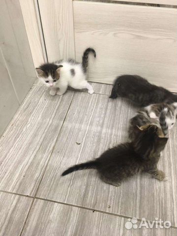 Сибирские котята