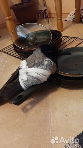 Отдам ворону