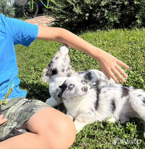 Вельш корги кардиган девочки