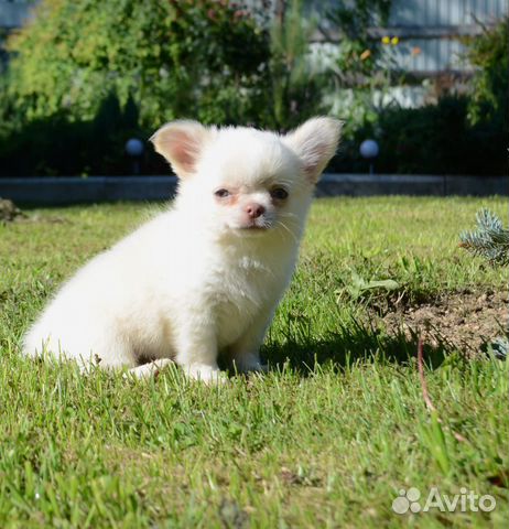 Чихуахуа мальчик снежок