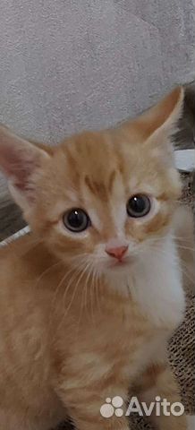 Рыжий котенок