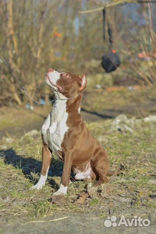 Щенки питбультерьера