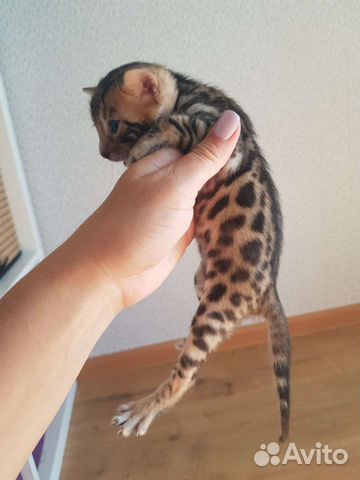 Бенгальские котята