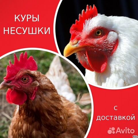 Куры несушки опт и розница