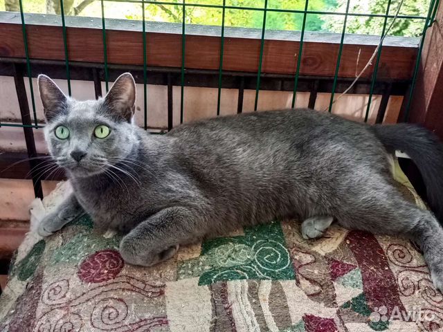 Котик зая ласковый в добрые руки