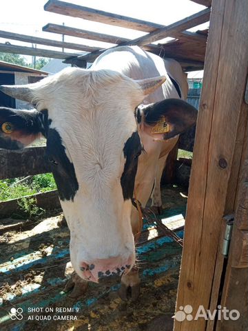 Бык продажа