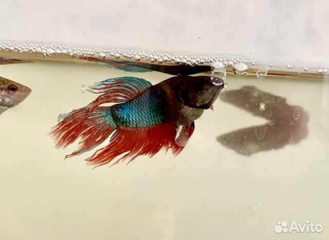 Рыбка петушок самка и самец