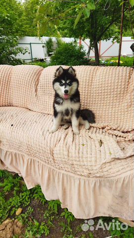 Сибирский хаски