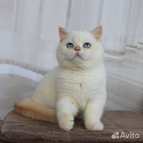 Голубоглазый блондин