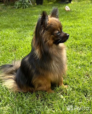 Шпице-той девочка