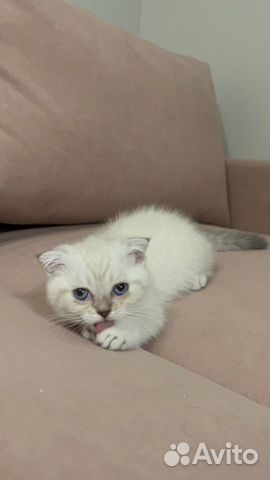 Шотландская вислоухая девочка