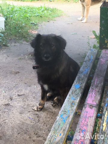 Собаки в добрые руки