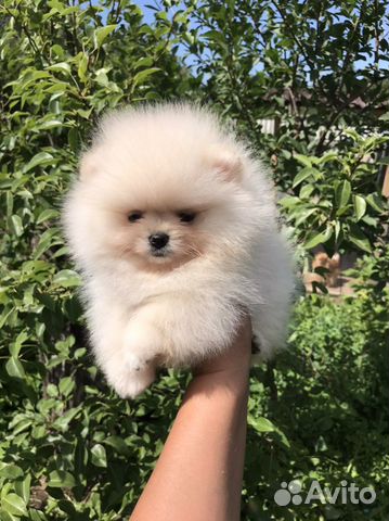 Мальчишка мини мишка