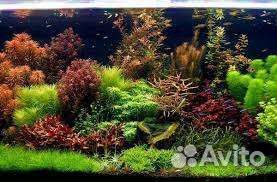 Обслуживание аквариумов