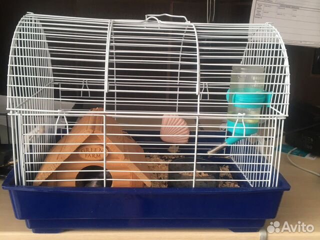 Джунгарский хомячок