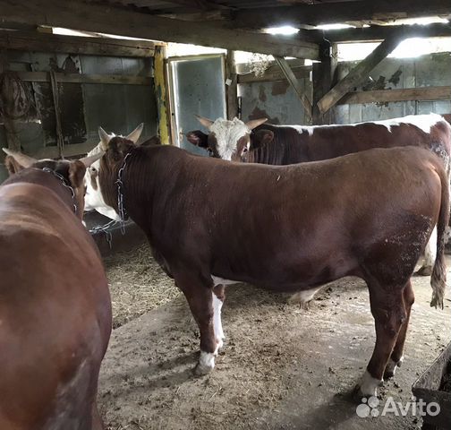 Быки на мясо