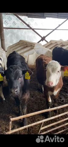 Телята бычки