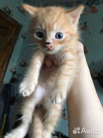 Котята в хорошие руки