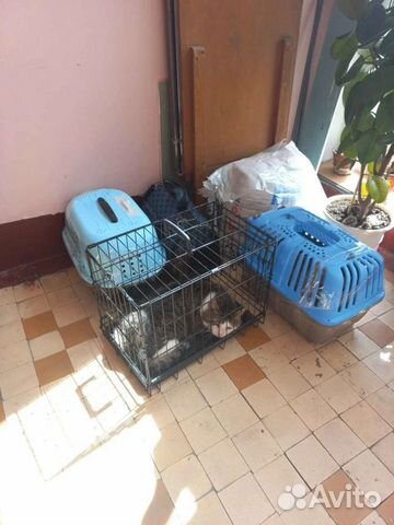 Кошек - сирот выставили на лестницу