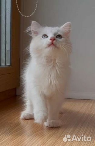 Котята рэгдолл. Тряпичная кукла