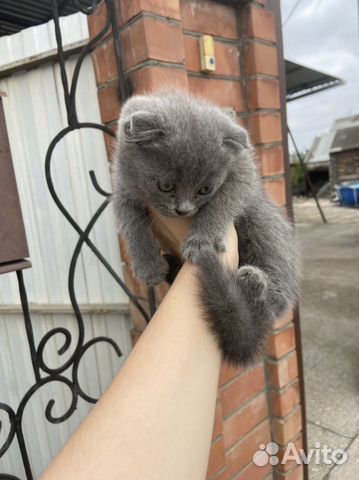 Вислоухие котята за шоколадку