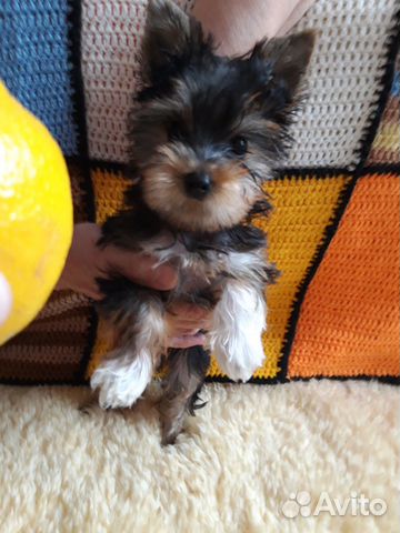 Йорк миник мальчик