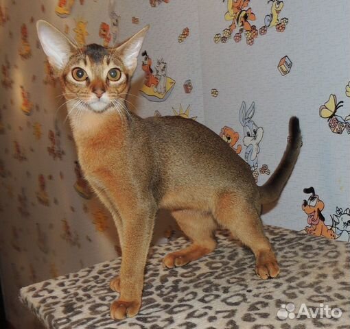 Взрослая абиссиночка