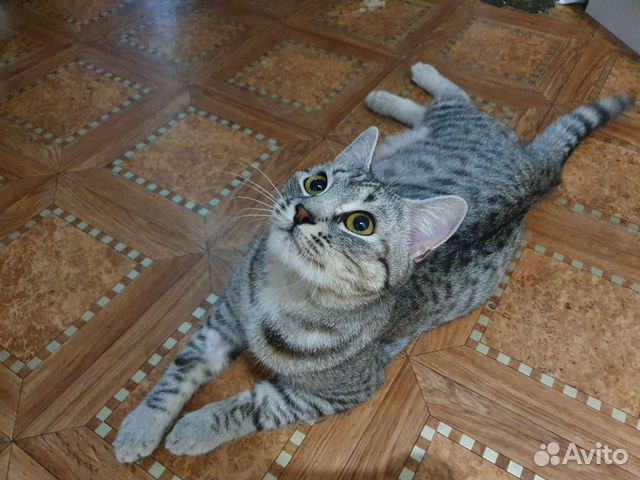 Кот в добрые руки