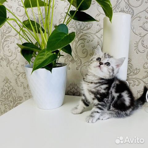 Тигренок-шотландец