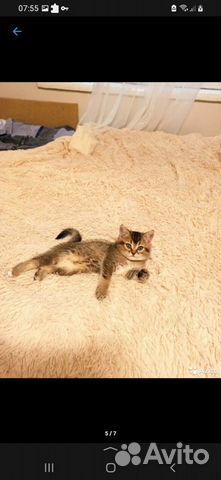 Шотланский прямоухий котенок