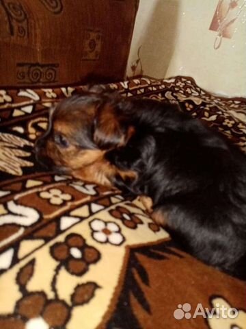 Йоркширский терьер щенки девочки