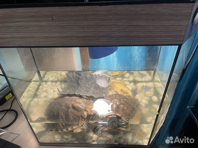 Красноухие черепахи