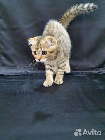 Шотландский малыш