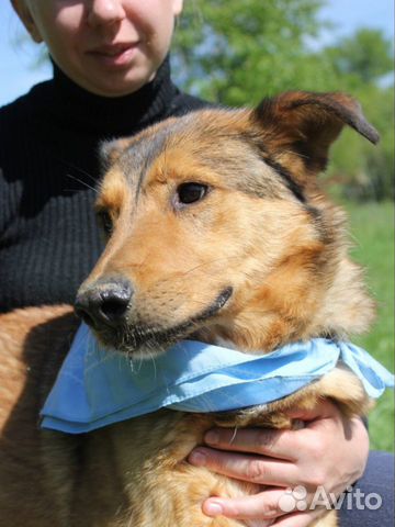 Наш Лобзик - это настоящий оленёнок Бэмби