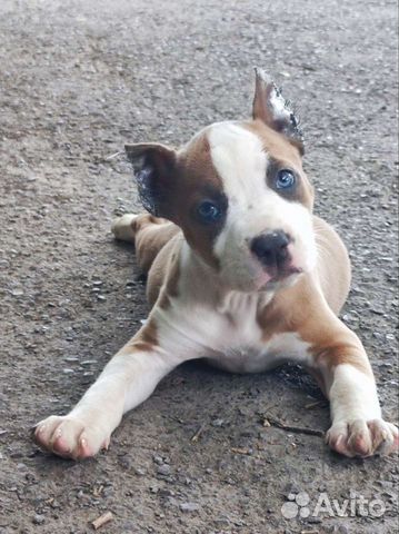 Девочка Американского Стаффордширского терьера