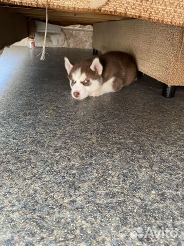 Щенок хаски