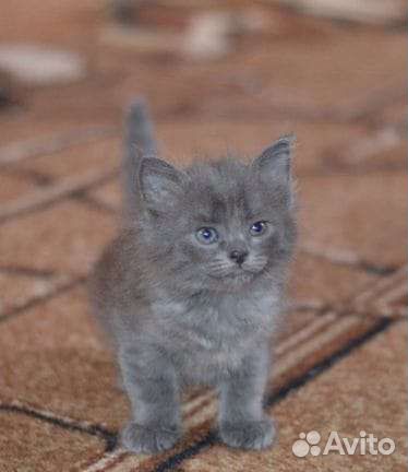 Нибелунги котята