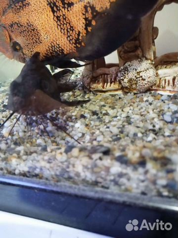 Синодонтис,сом перевёртыш