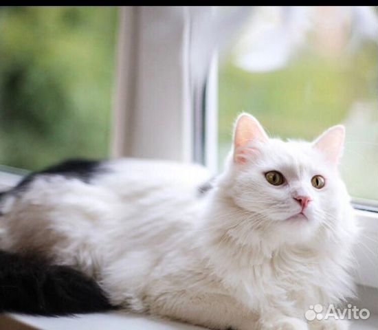 Котик ищет дом