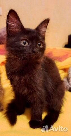 Кошка
