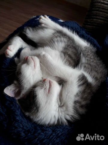 Кошки бесплатно