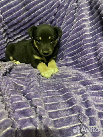 Щенок в добые руки