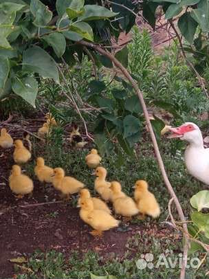 Утята индоутки