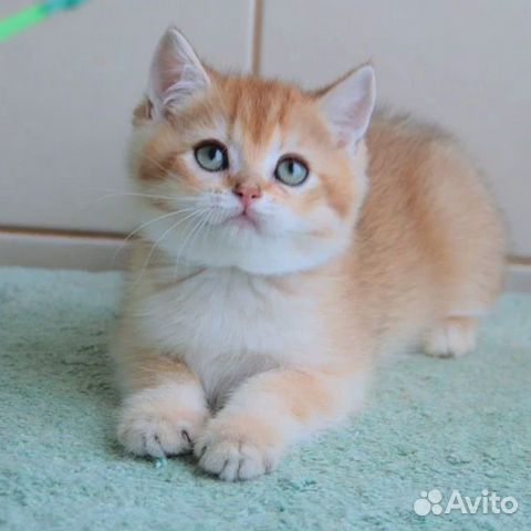 Золотая британская шиншилла