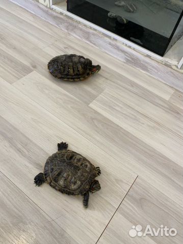 Черепахи